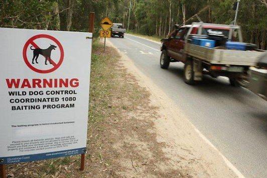 Bushfires push dogs closer